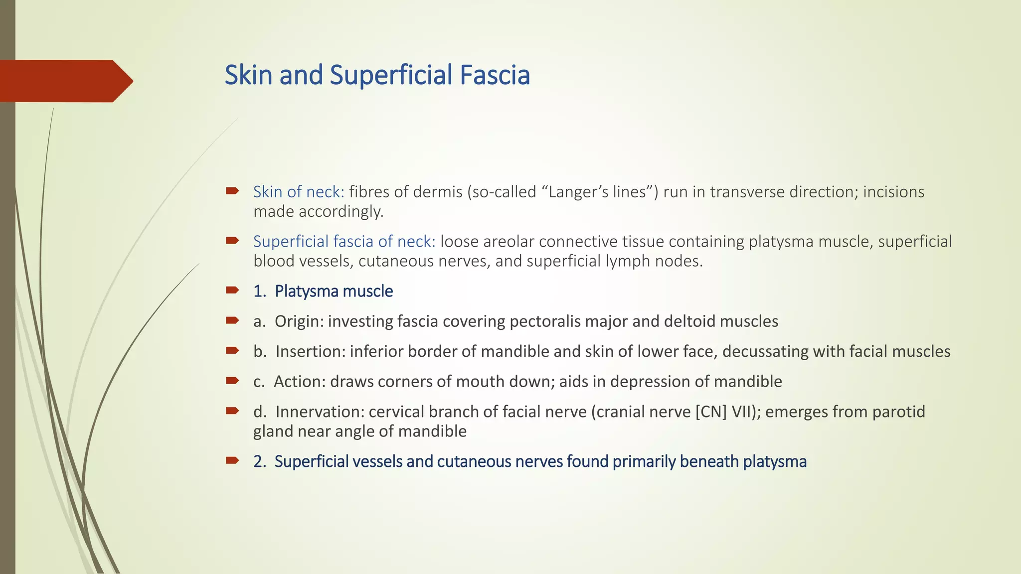 Surgical anatomy and oncological discussion of the neck | PPTX