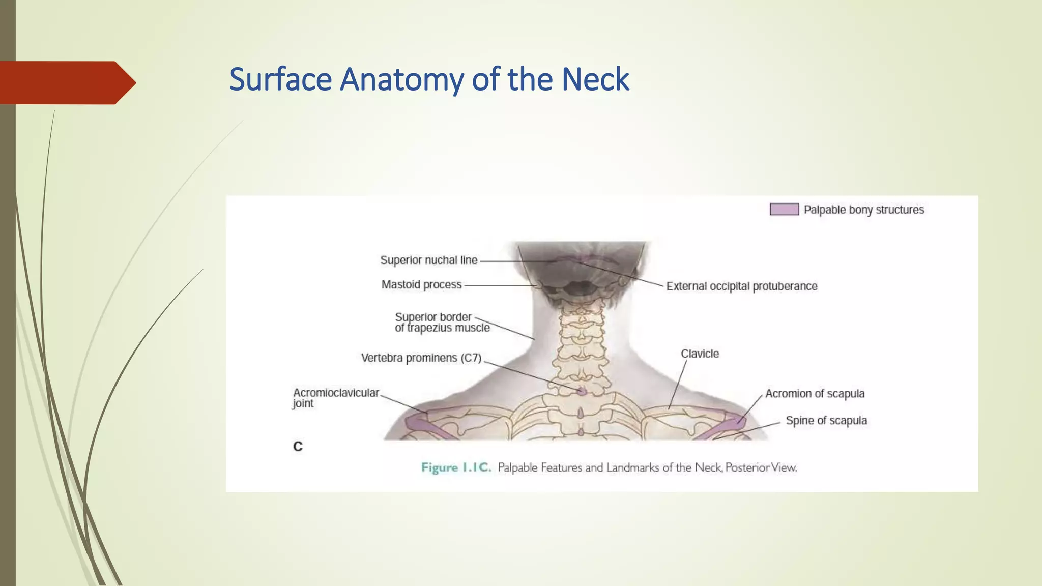 Surgical anatomy and oncological discussion of the neck | PPTX