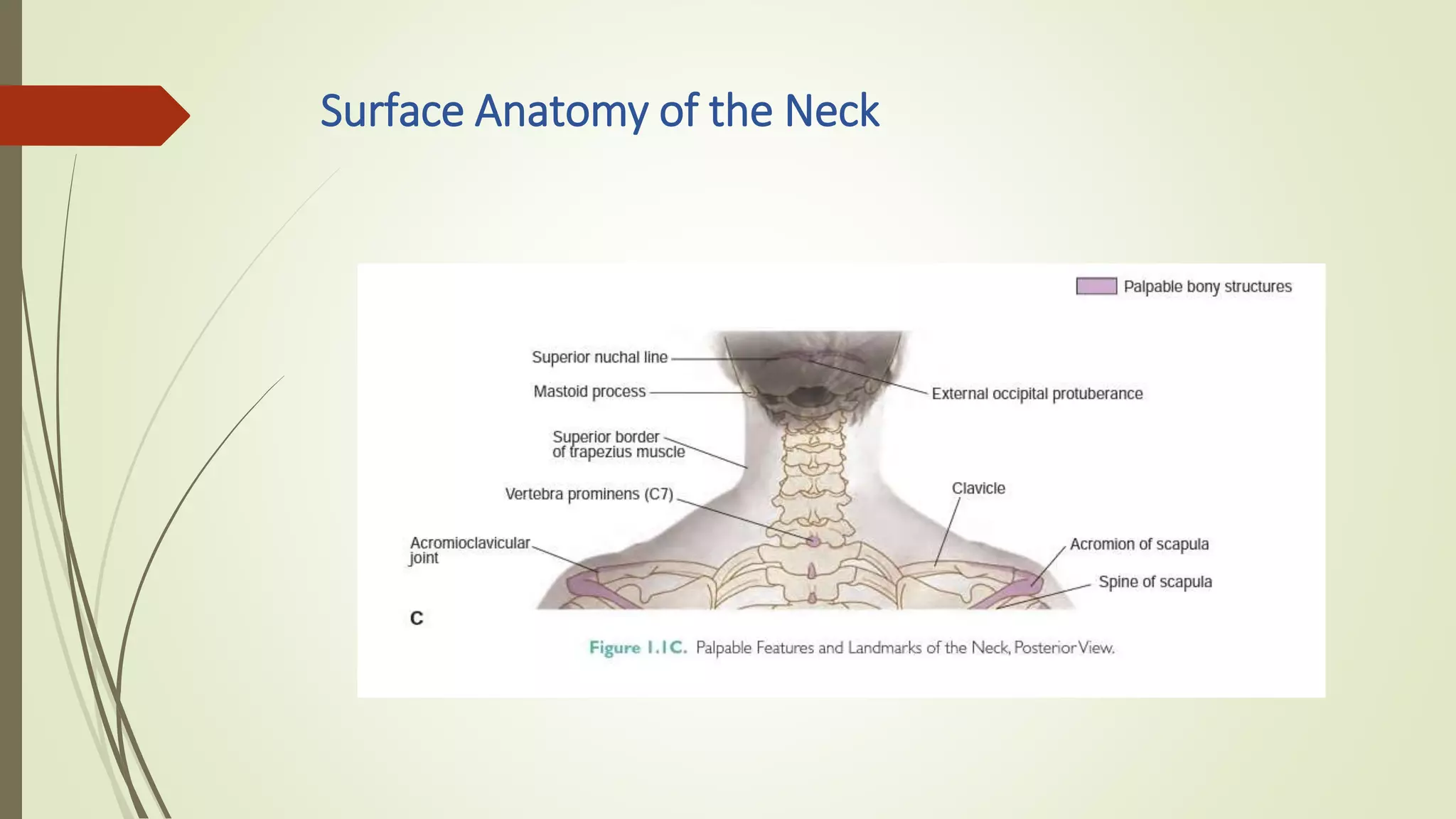 Surgical anatomy and oncological discussion of the neck | PPTX