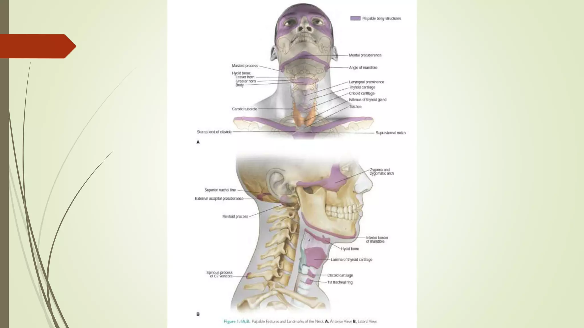 Surgical anatomy and oncological discussion of the neck | PPTX