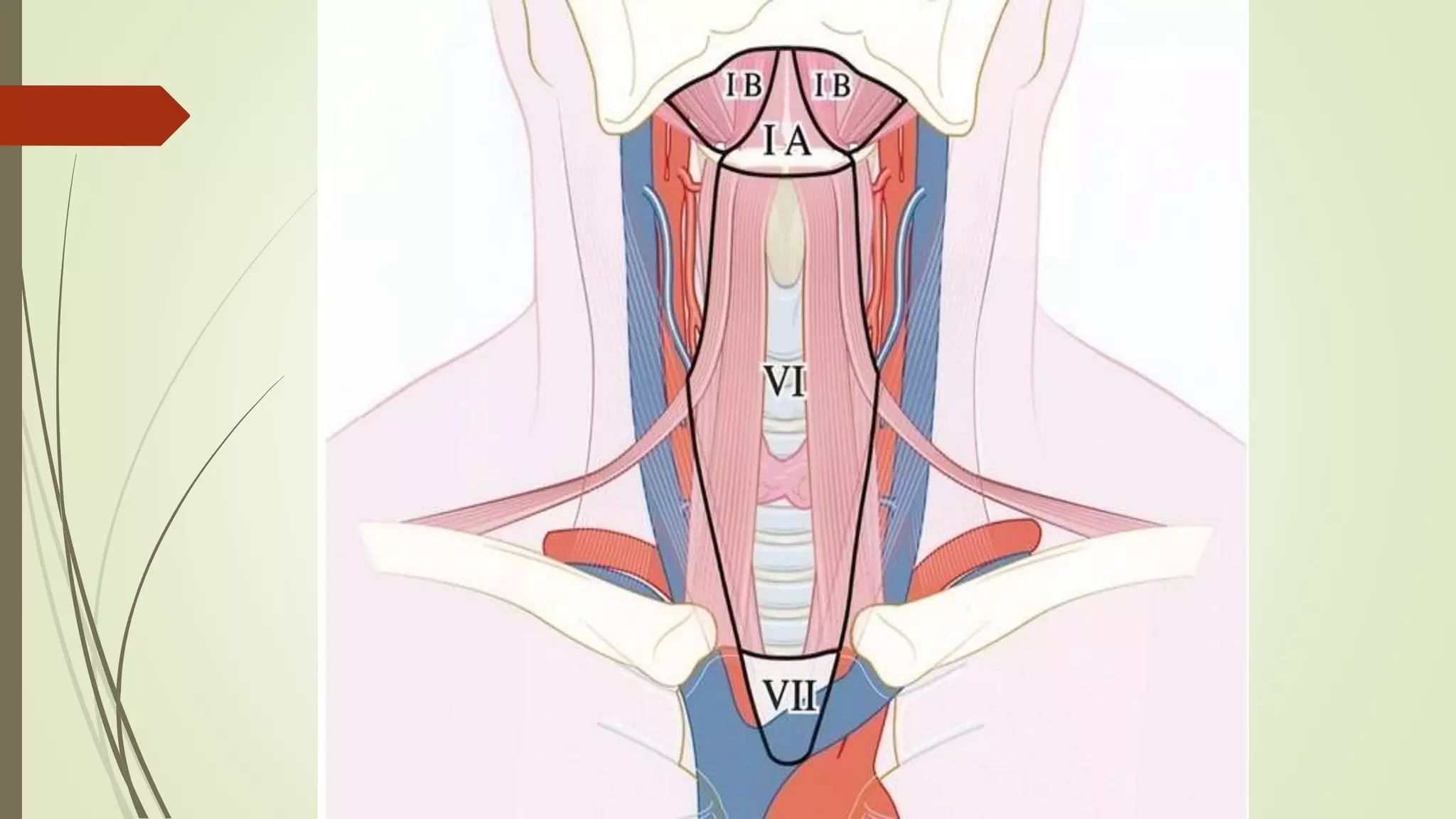 Surgical anatomy and oncological discussion of the neck | PPT