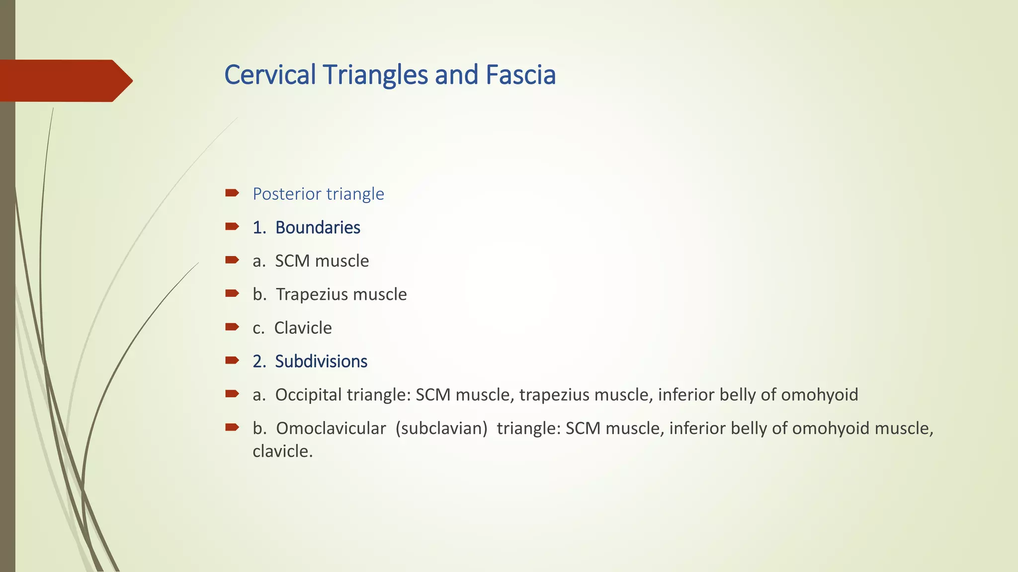 Surgical anatomy and oncological discussion of the neck | PPTX