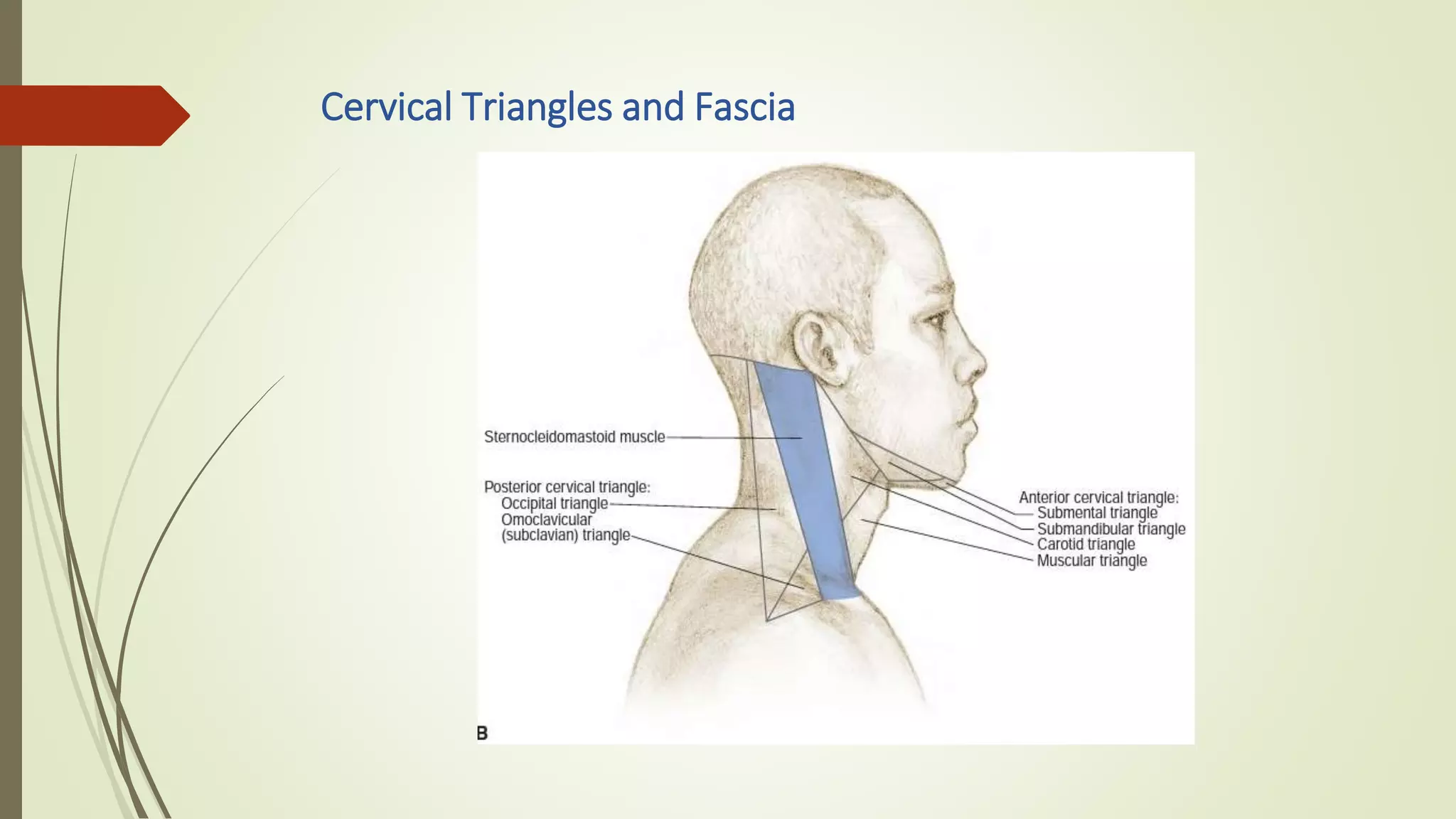 Surgical anatomy and oncological discussion of the neck | PPTX