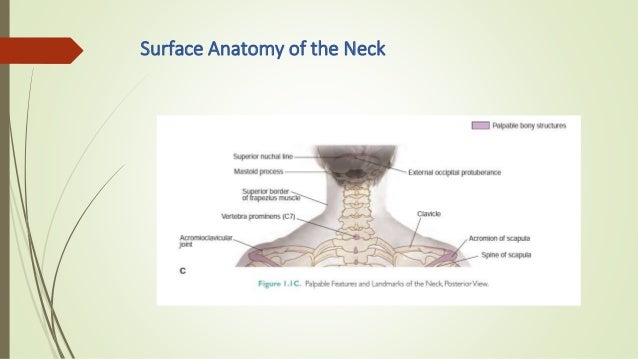 Surgical Anatomy Of The Head And Neck