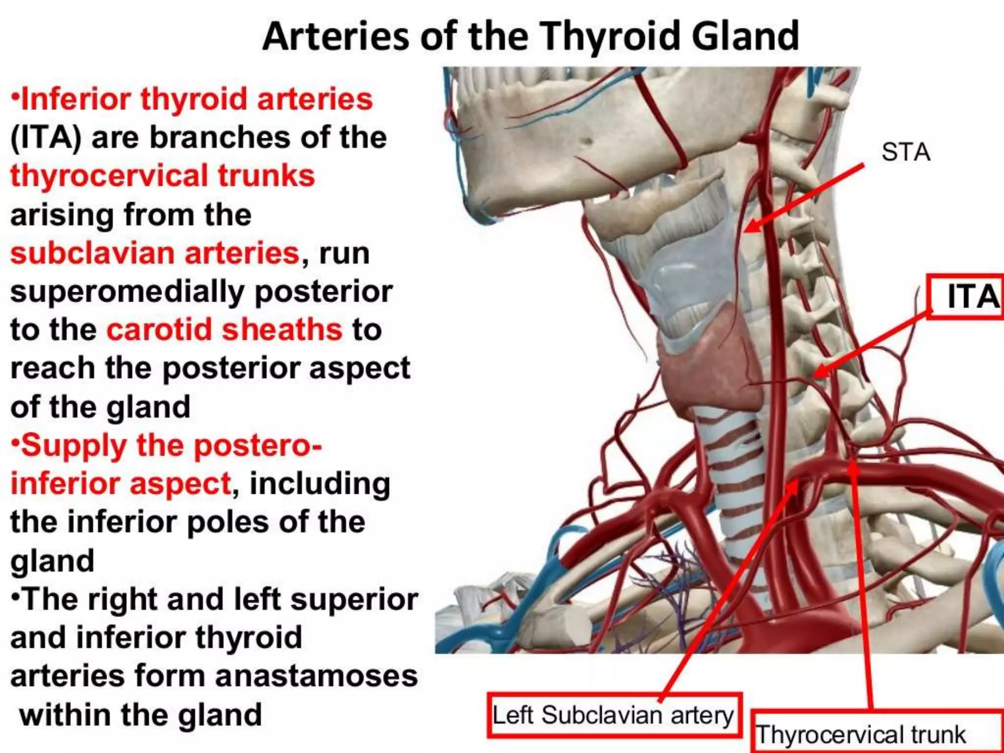 Surgical anatomy of thyroid gland | PPT