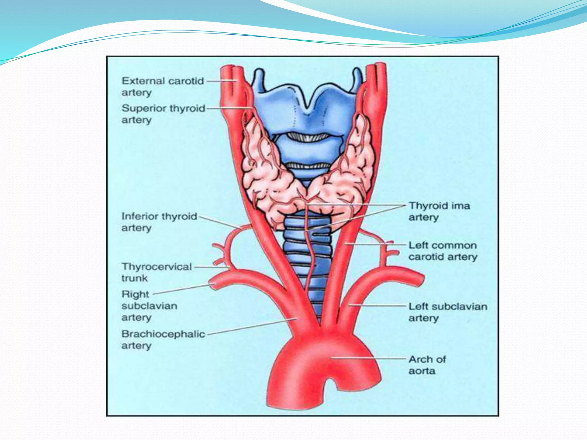 Surgical anatomy and physiology of thyroid and parathyroid | PPTX