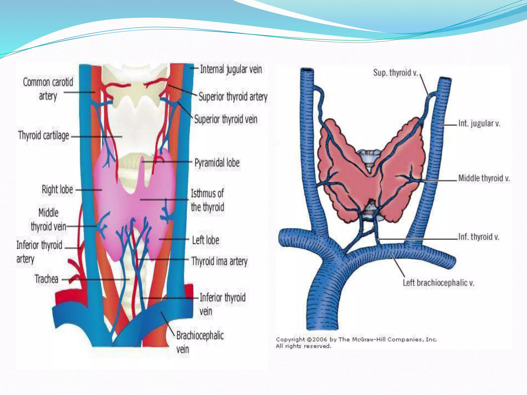Surgical anatomy and physiology of thyroid and parathyroid | PPTX