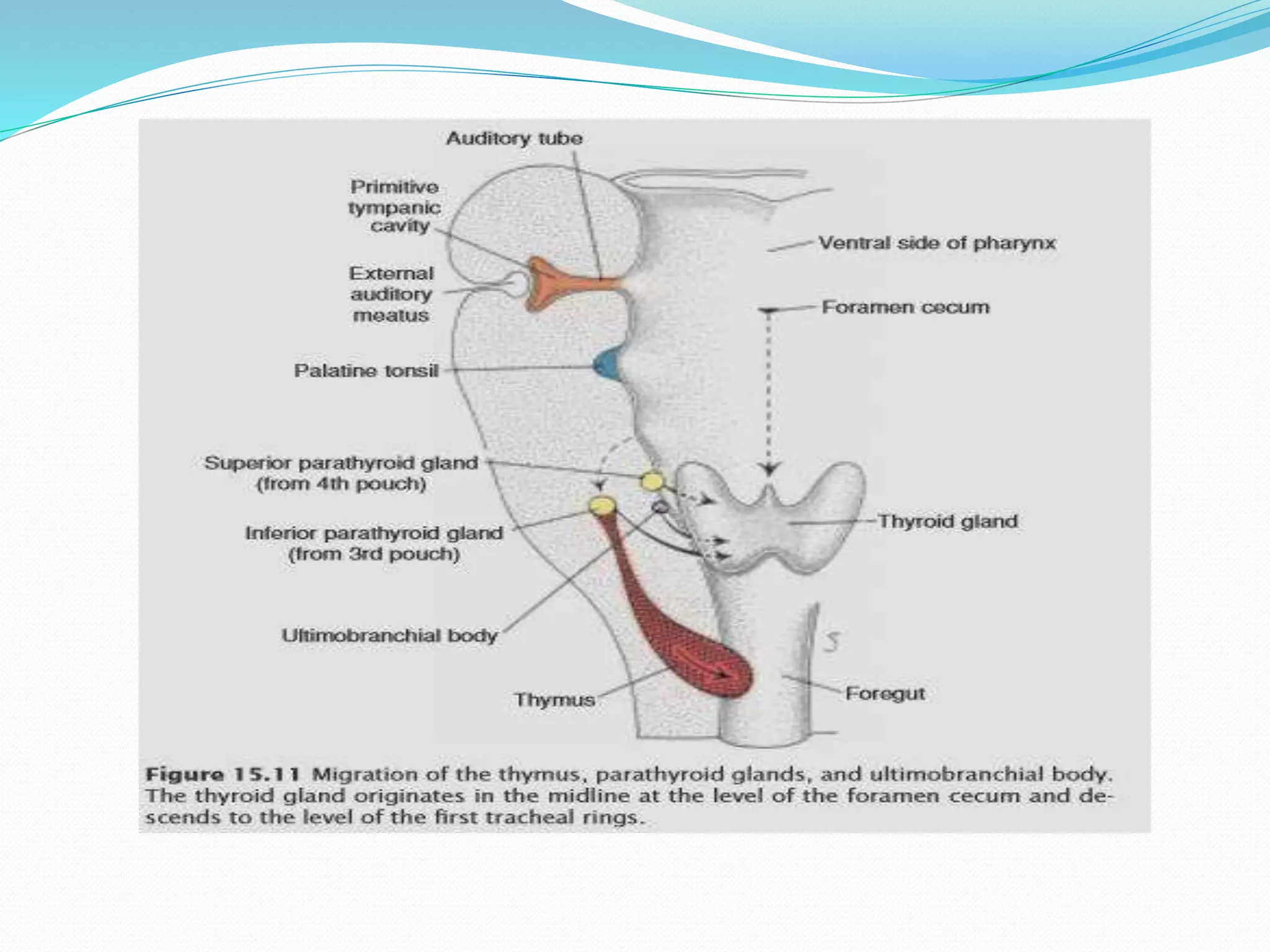 Embryology Of Superior Parathyroid Gland