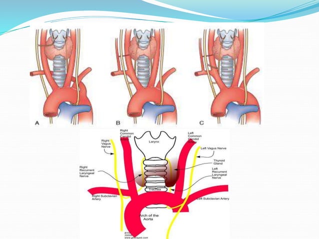 Surgical anatomy and physiology of thyroid and parathyroid | PPTX ...