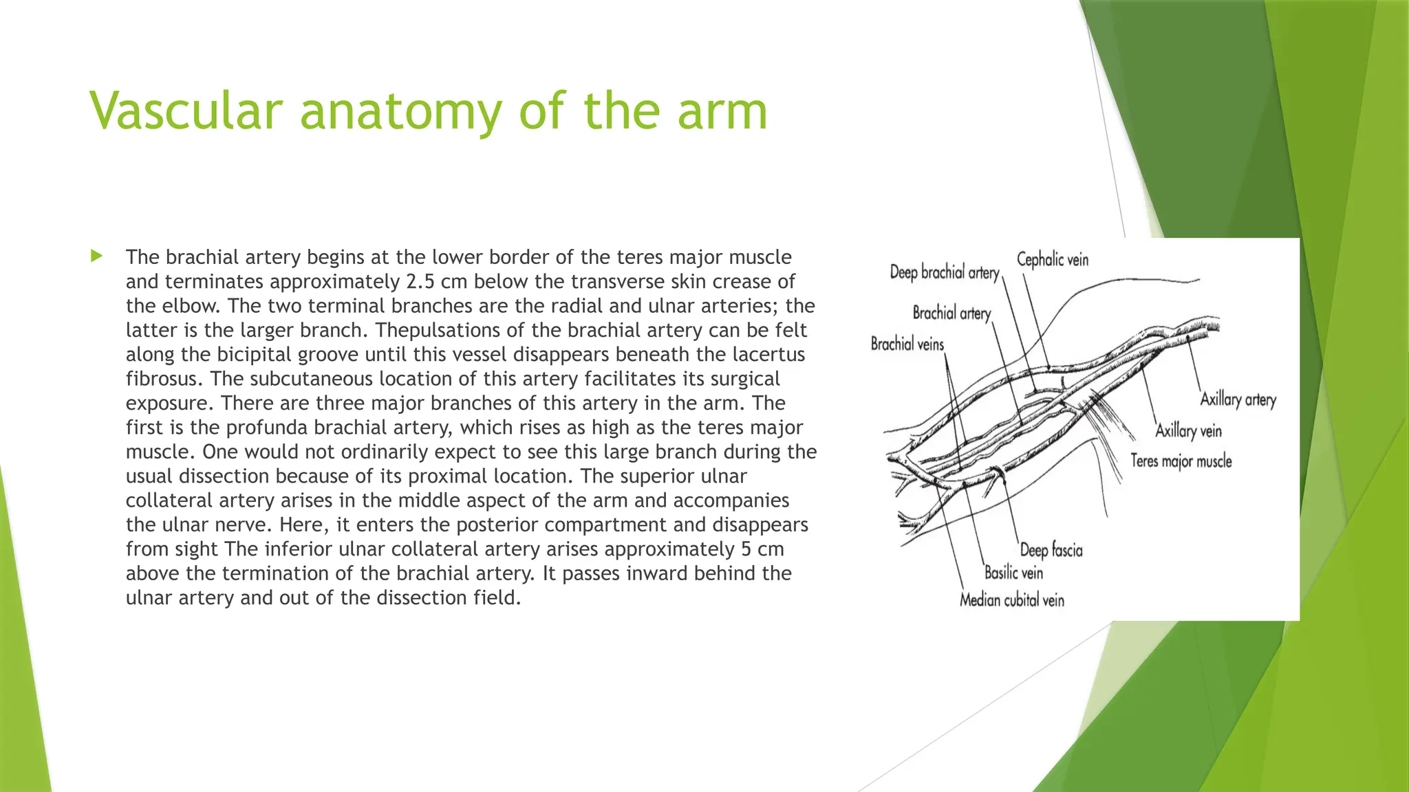 Surgical Anatomy for Hemodialysis Access.pptx