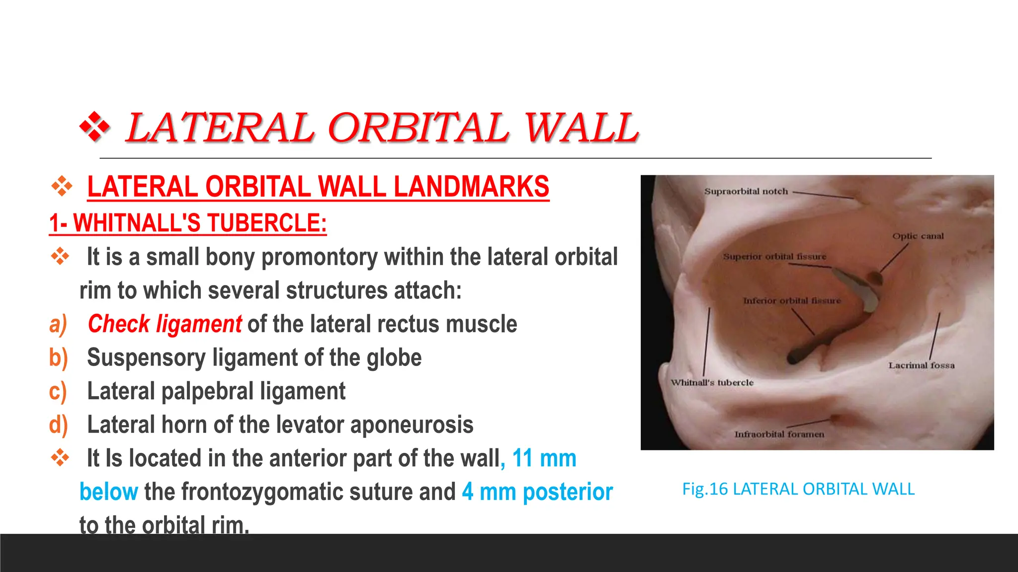 Surgical Anatomy For Orbital Procedures .pptx