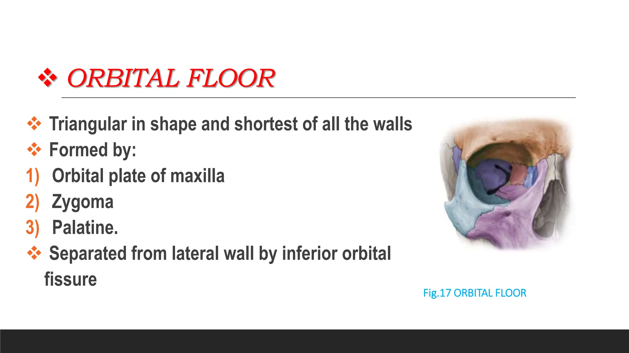 Surgical Anatomy For Orbital Procedures .pptx