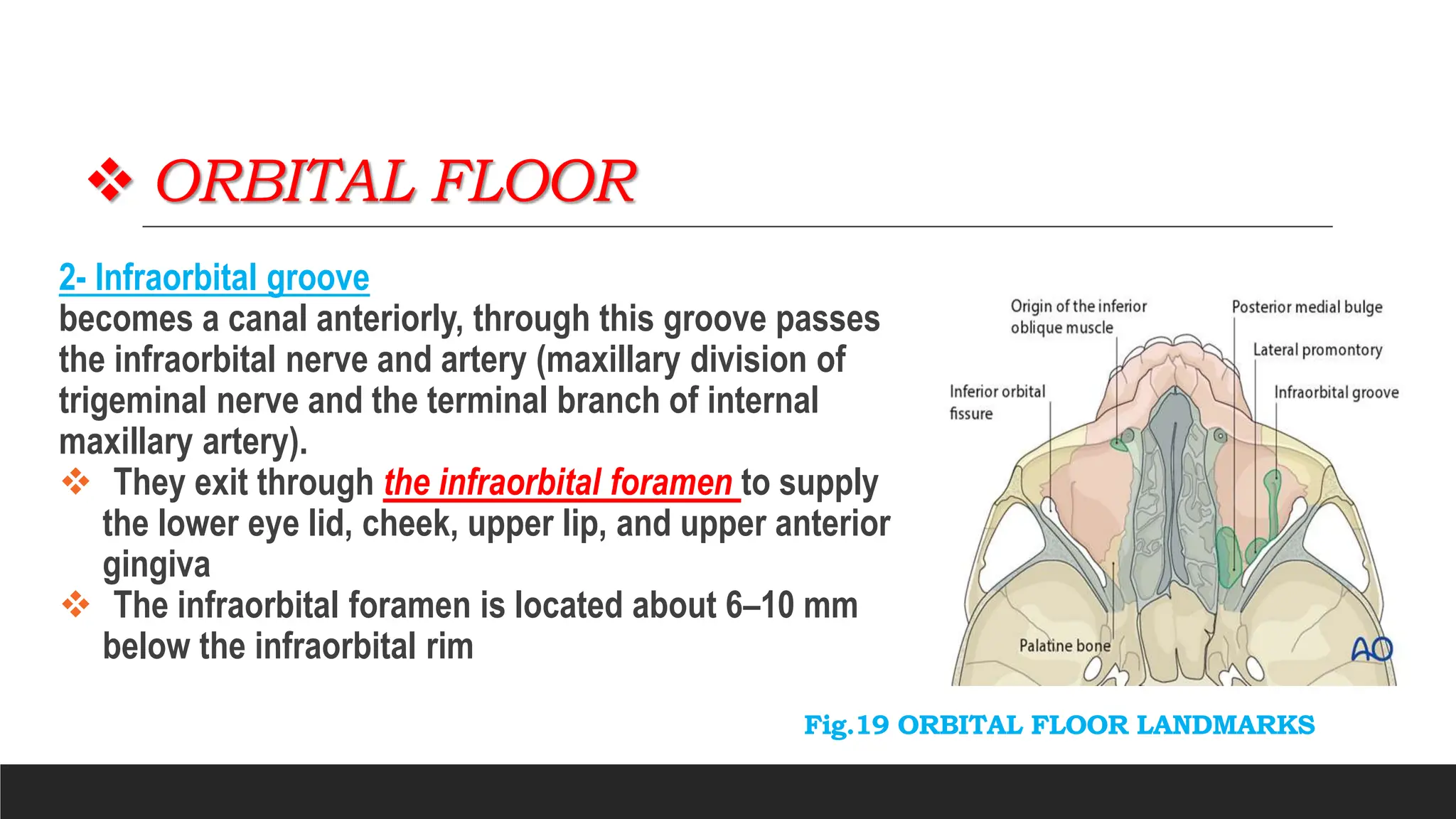 Surgical Anatomy For Orbital Procedures .pptx
