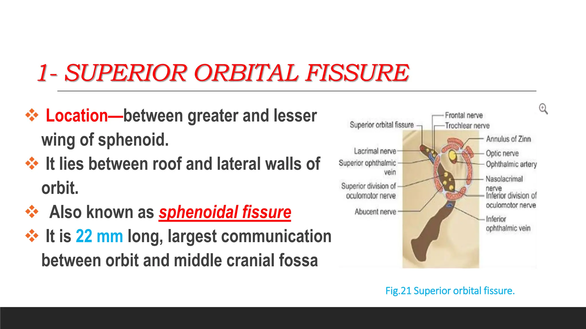 Surgical Anatomy For Orbital Procedures .pptx