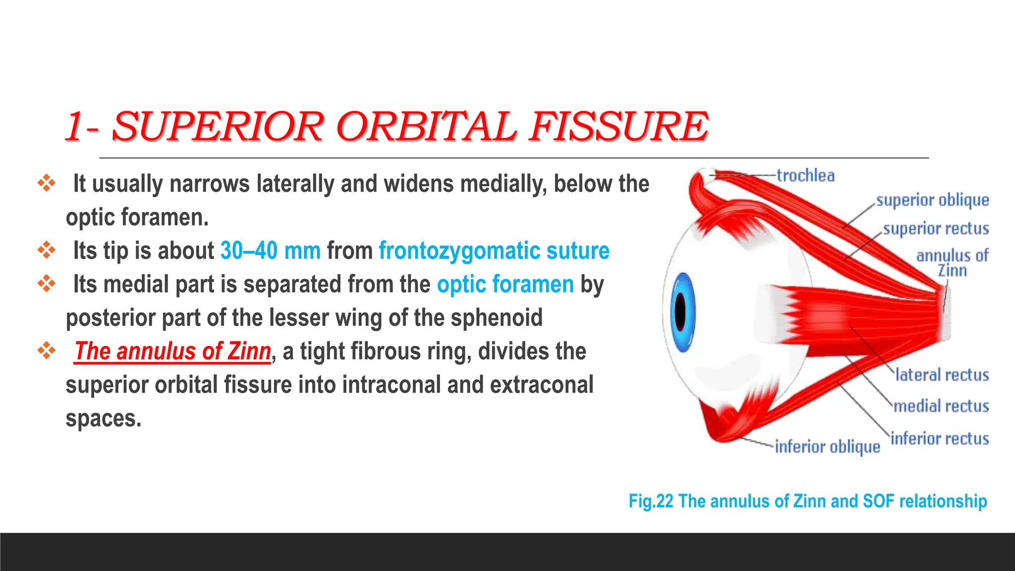 Surgical Anatomy For Orbital Procedures .pptx