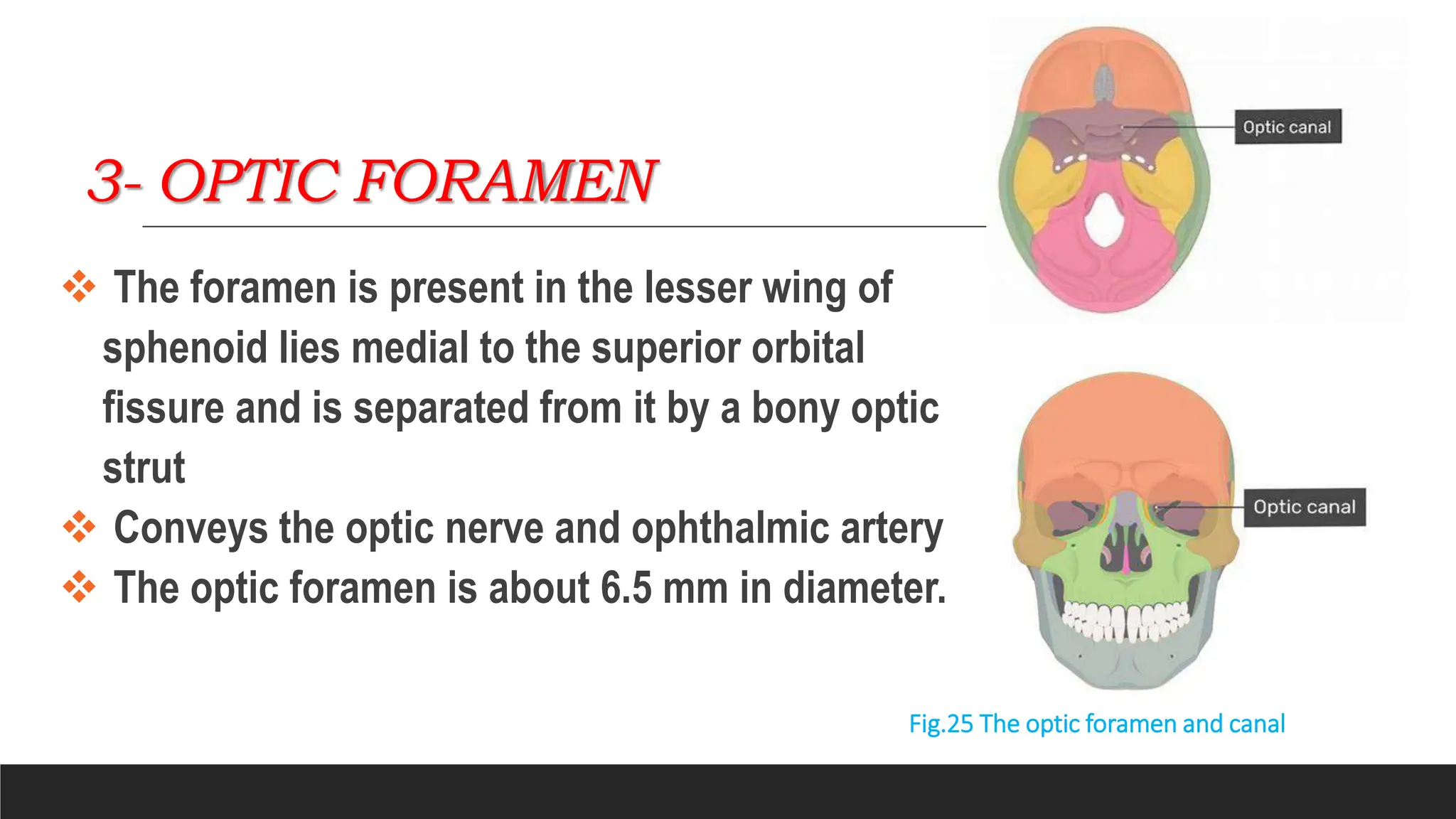 Surgical Anatomy For Orbital Procedures .pptx