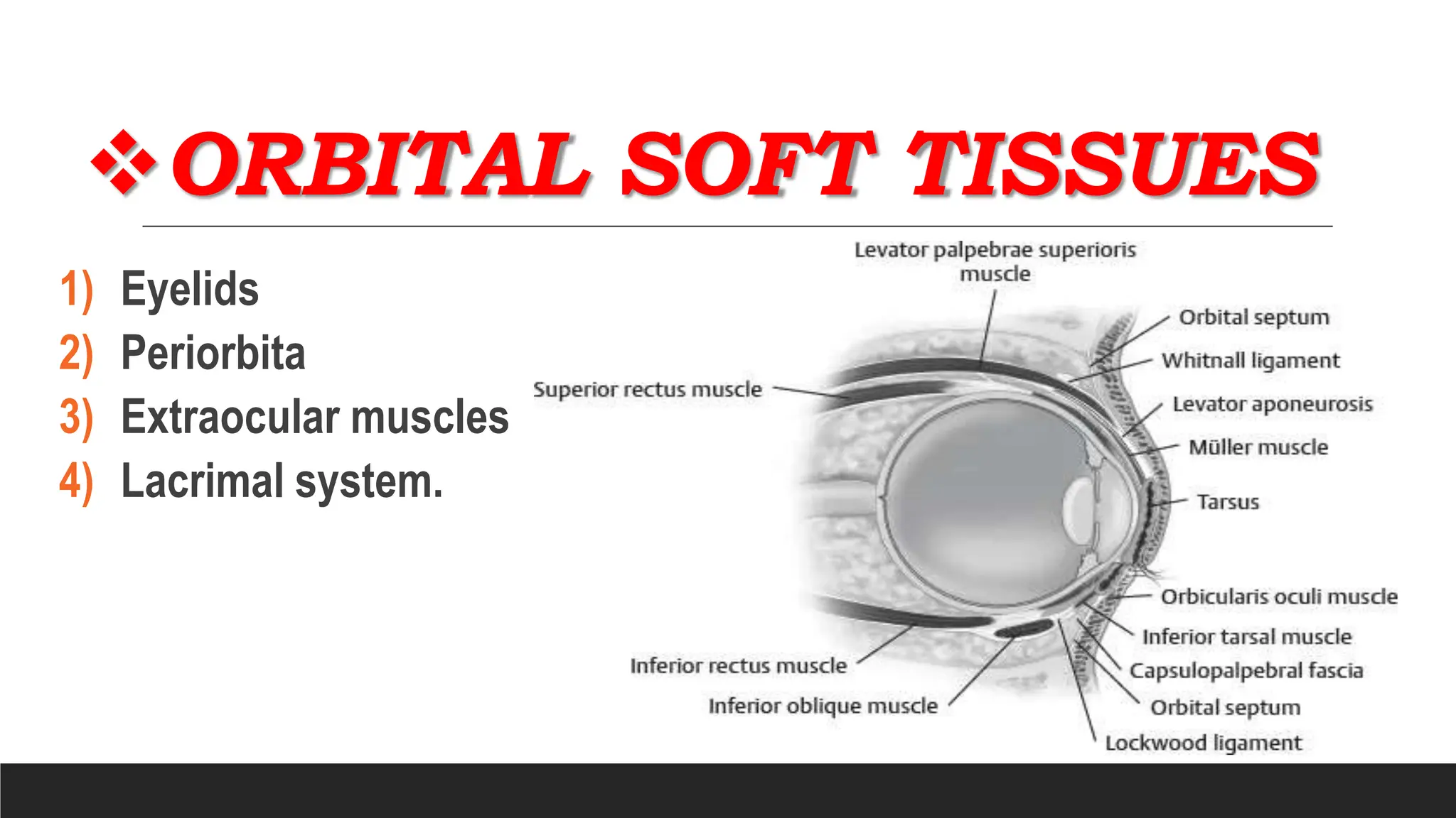 Surgical Anatomy For Orbital Procedures .pptx