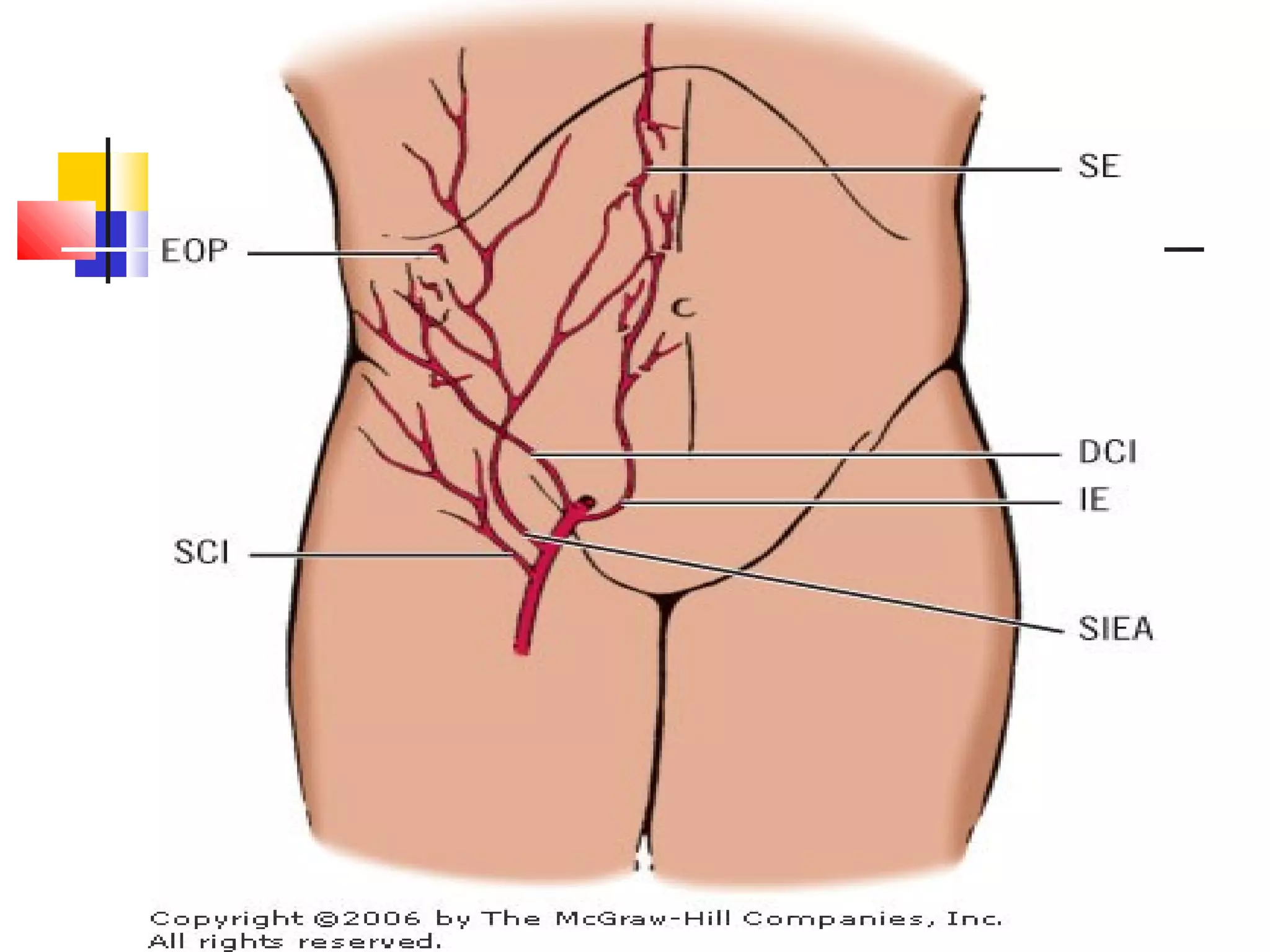 Surgical Anatomy Inguinal Canal Dr Mnr Ppt