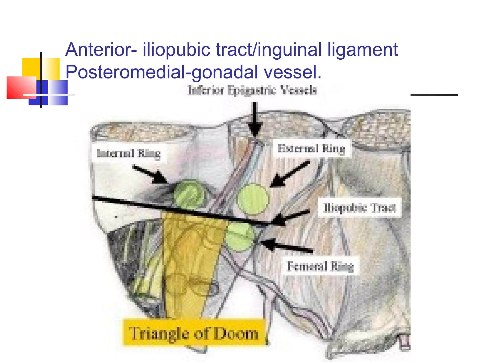 Surgical anatomy inguinal canal dr mnr | PPT