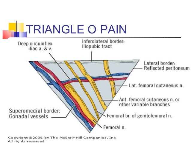 Surgical Anatomy Inguinal Canal Dr Mnr Surgical Anatomy Of Inguinal