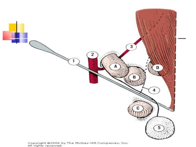 Surgical Anatomy Of Inguinal Canal