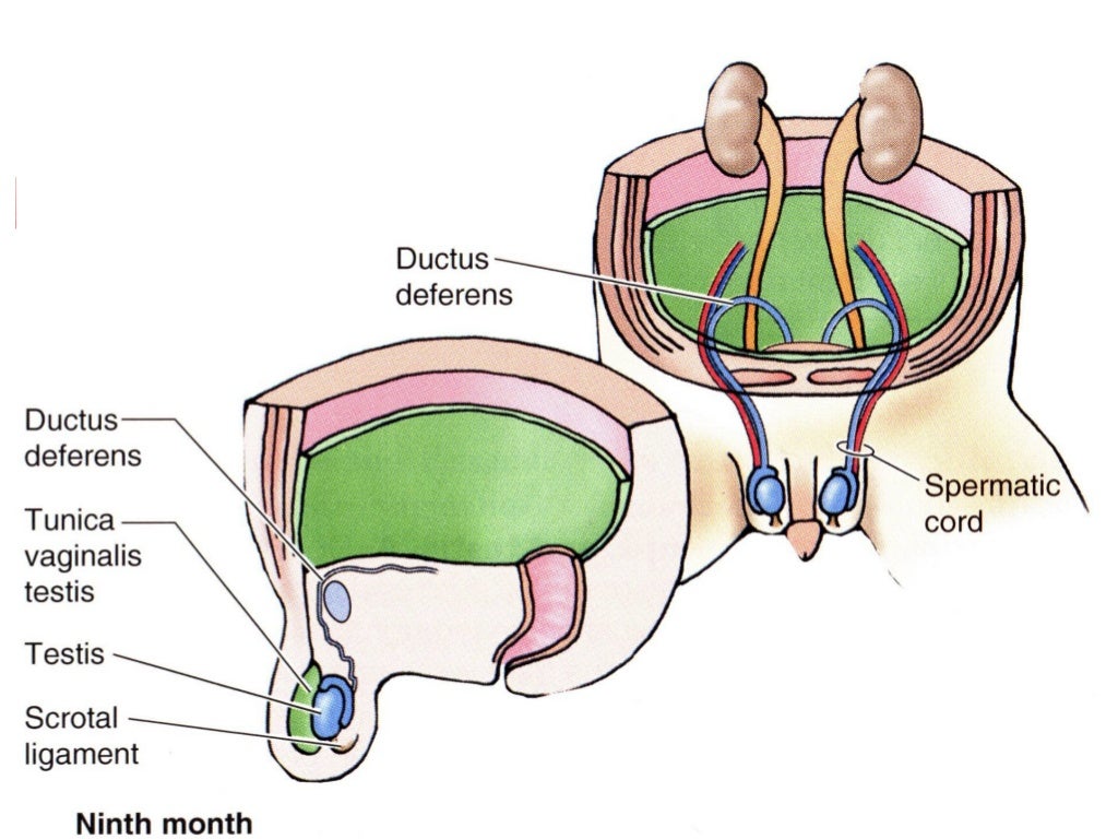 Surgical anatomy inguinal canal dr mnr