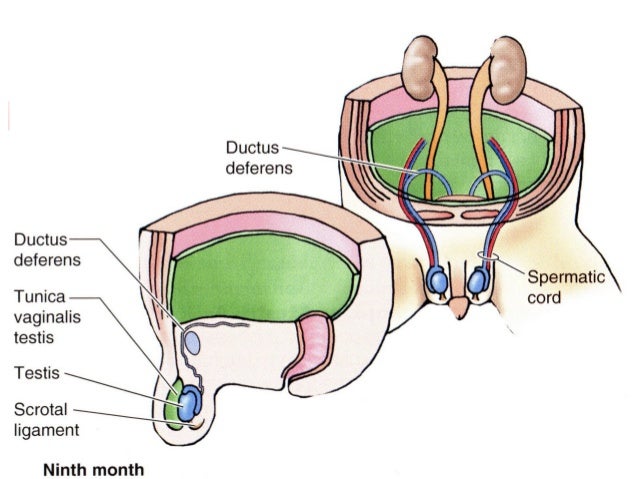 Surgical anatomy inguinal canal dr mnr