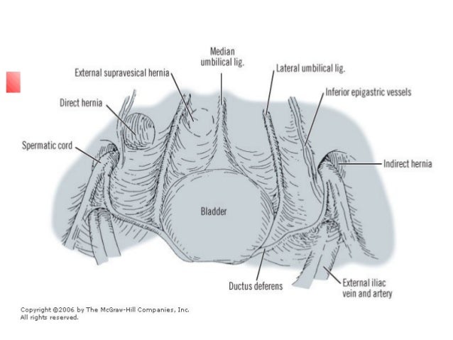 Surgical Anatomy Of Inguinal Canal