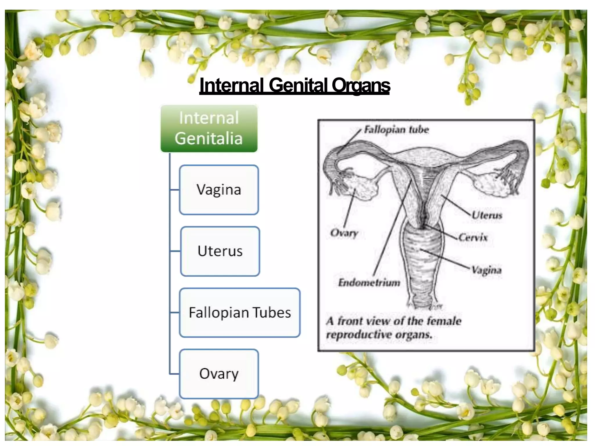 Surgical anatomy in obs & gyn | PPTX
