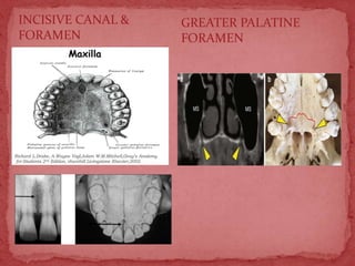 Surgical anatomy in periodontics | PPTX
