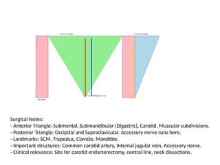 Surgical_Anatomy_Neck_Full.pptx........... | PPTX