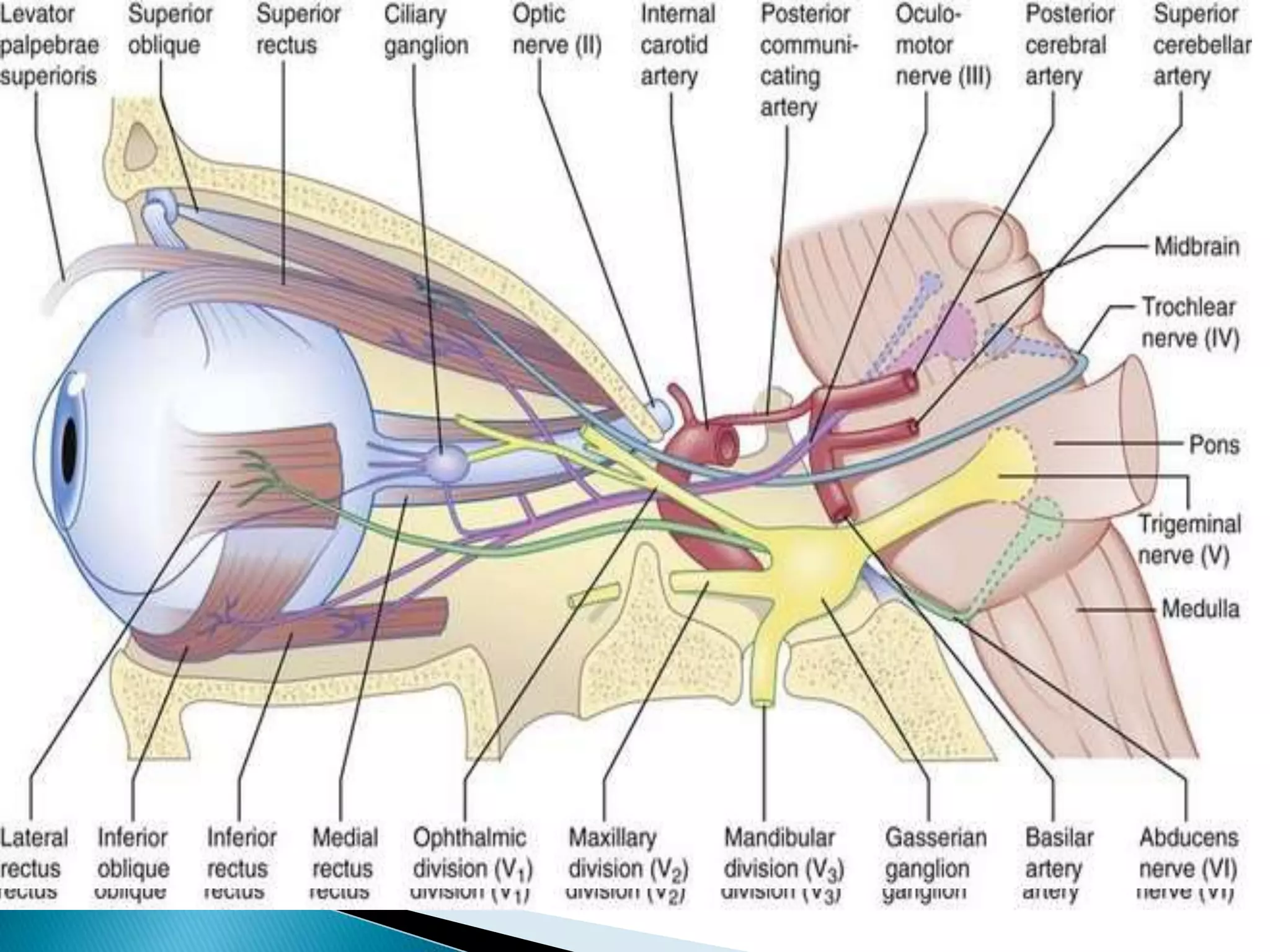 Surgical anatomy of 3rd , 4th and 6th cranial nerves | PPTX