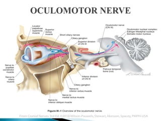 Surgical anatomy of 3rd , 4th and 6th cranial nerves | PPTX