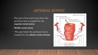 SURGICAL ANATOMY OF ANAL CANAL.pptx
