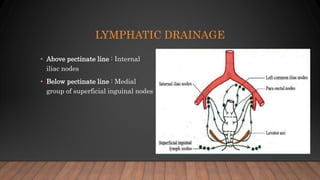 SURGICAL ANATOMY OF ANAL CANAL.pptx