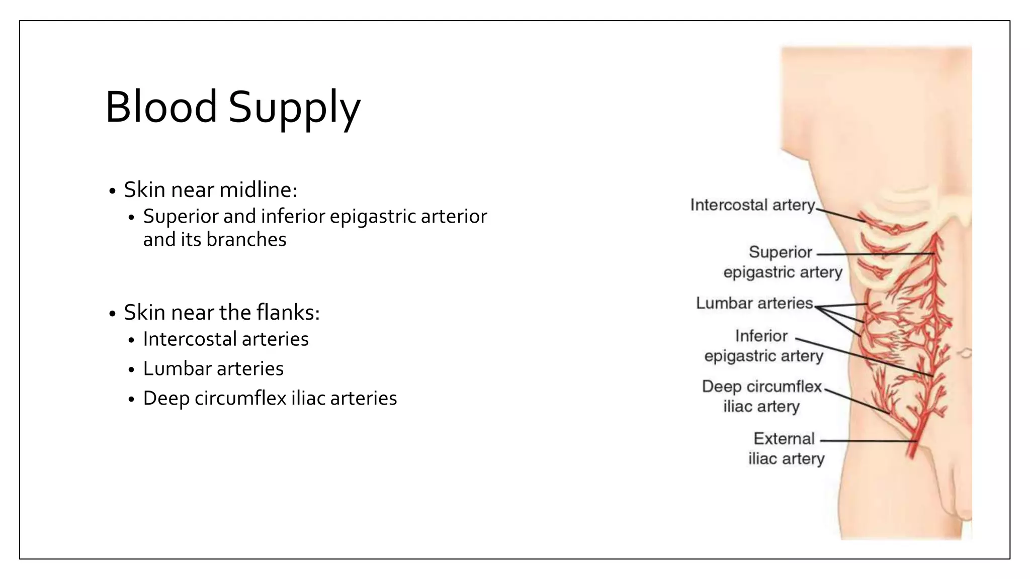 Surgical anatomy of anterior abdominal wall and inguinal | PPTX