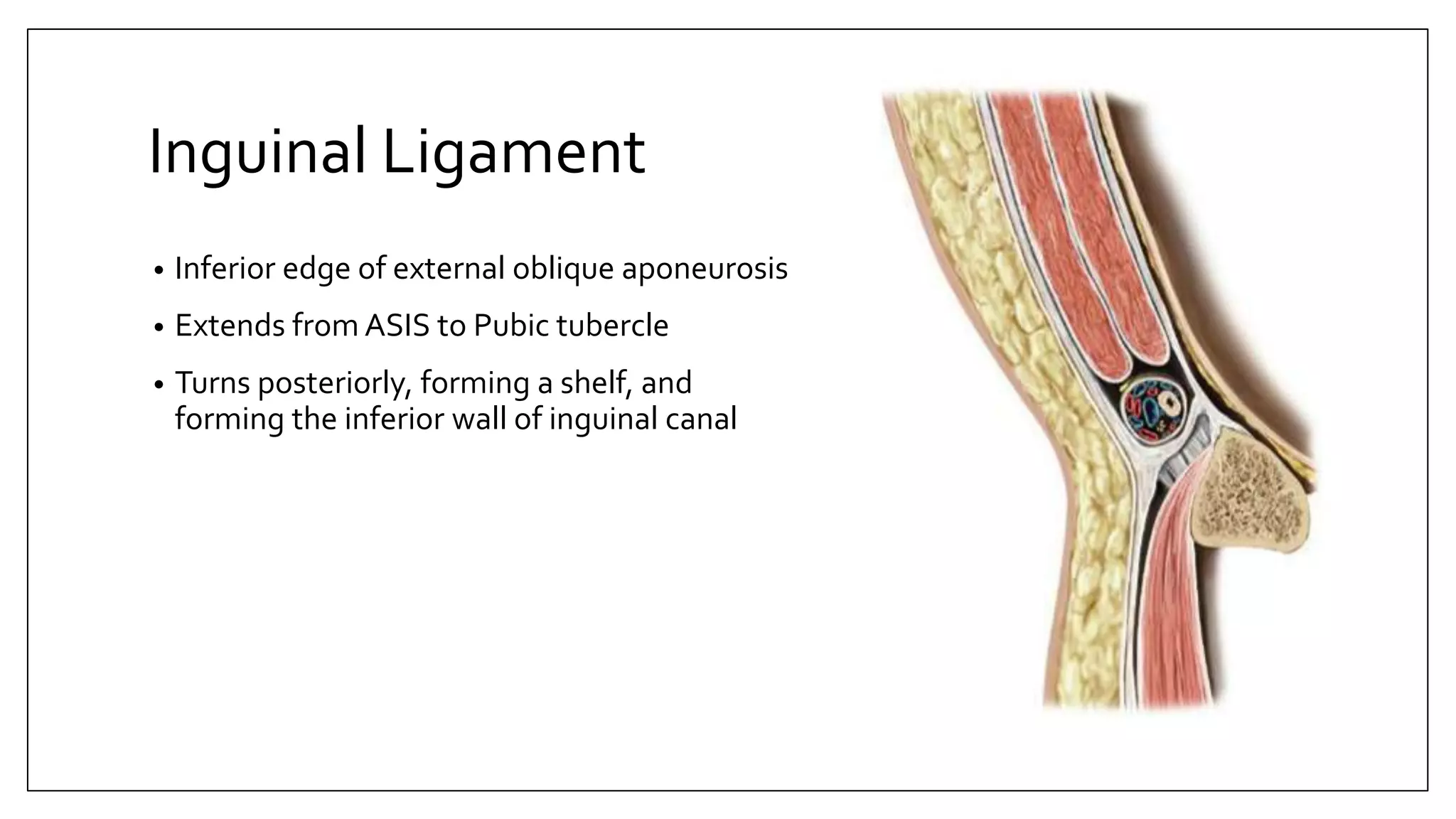 Surgical anatomy of anterior abdominal wall and inguinal | PPTX