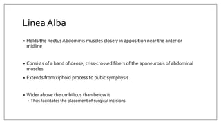 Surgical anatomy of anterior abdominal wall and inguinal | PPTX