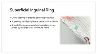 Surgical anatomy of anterior abdominal wall and inguinal | PPTX