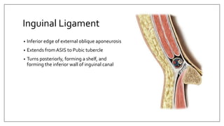 Surgical anatomy of anterior abdominal wall and inguinal | PPTX