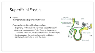 Surgical anatomy of anterior abdominal wall and inguinal | PPTX