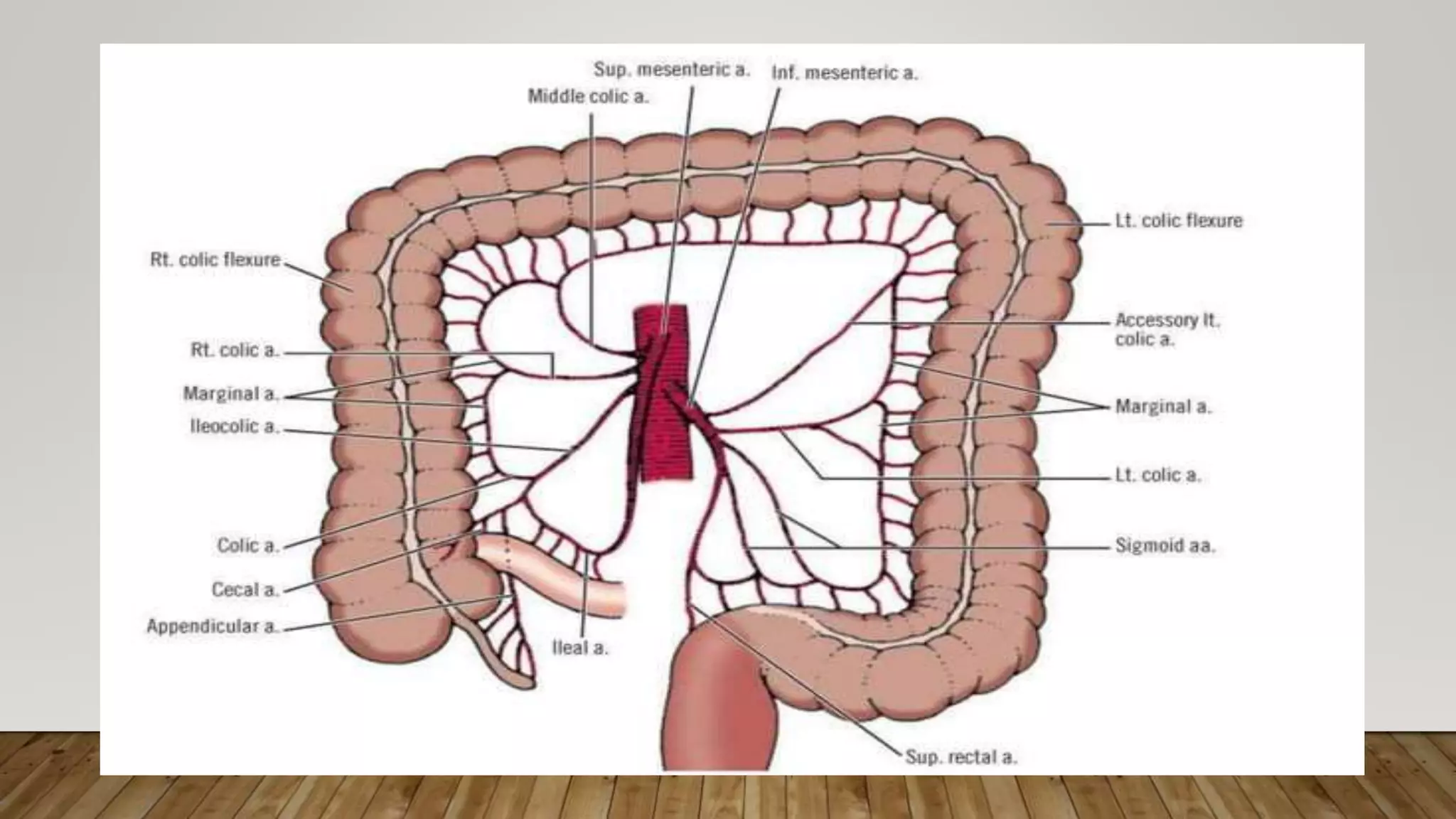 surgical anatomy of large bowel and appendix.pptx