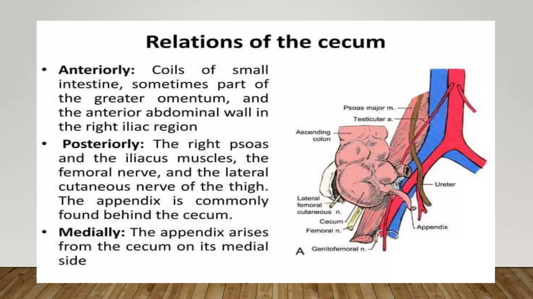surgical anatomy of large bowel and appendix.pptx