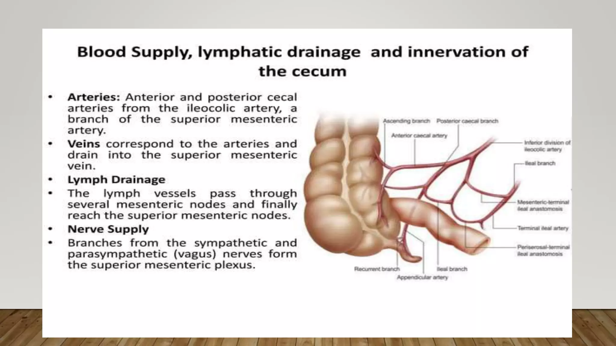 surgical anatomy of large bowel and appendix.pptx