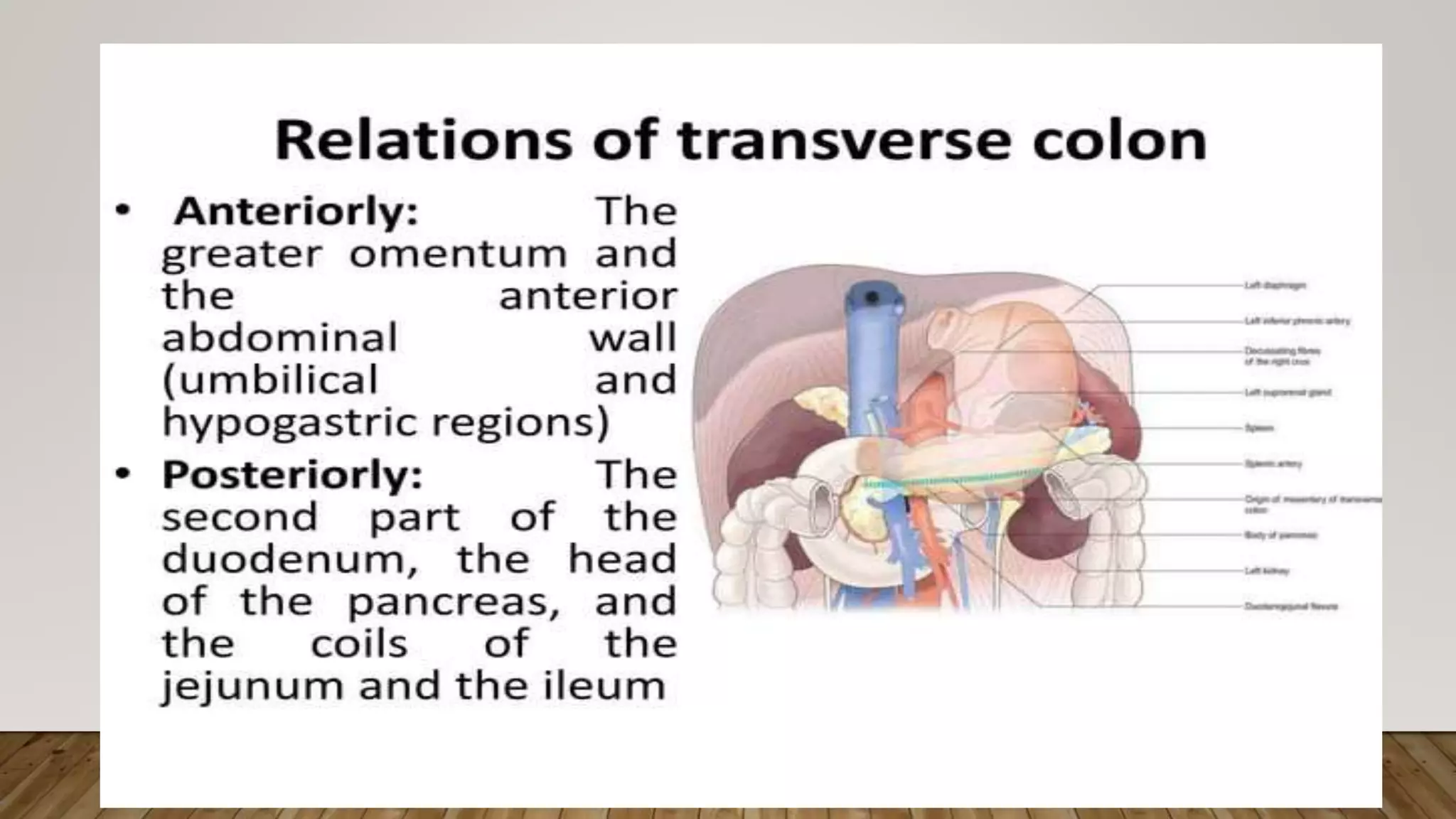 surgical anatomy of large bowel and appendix.pptx