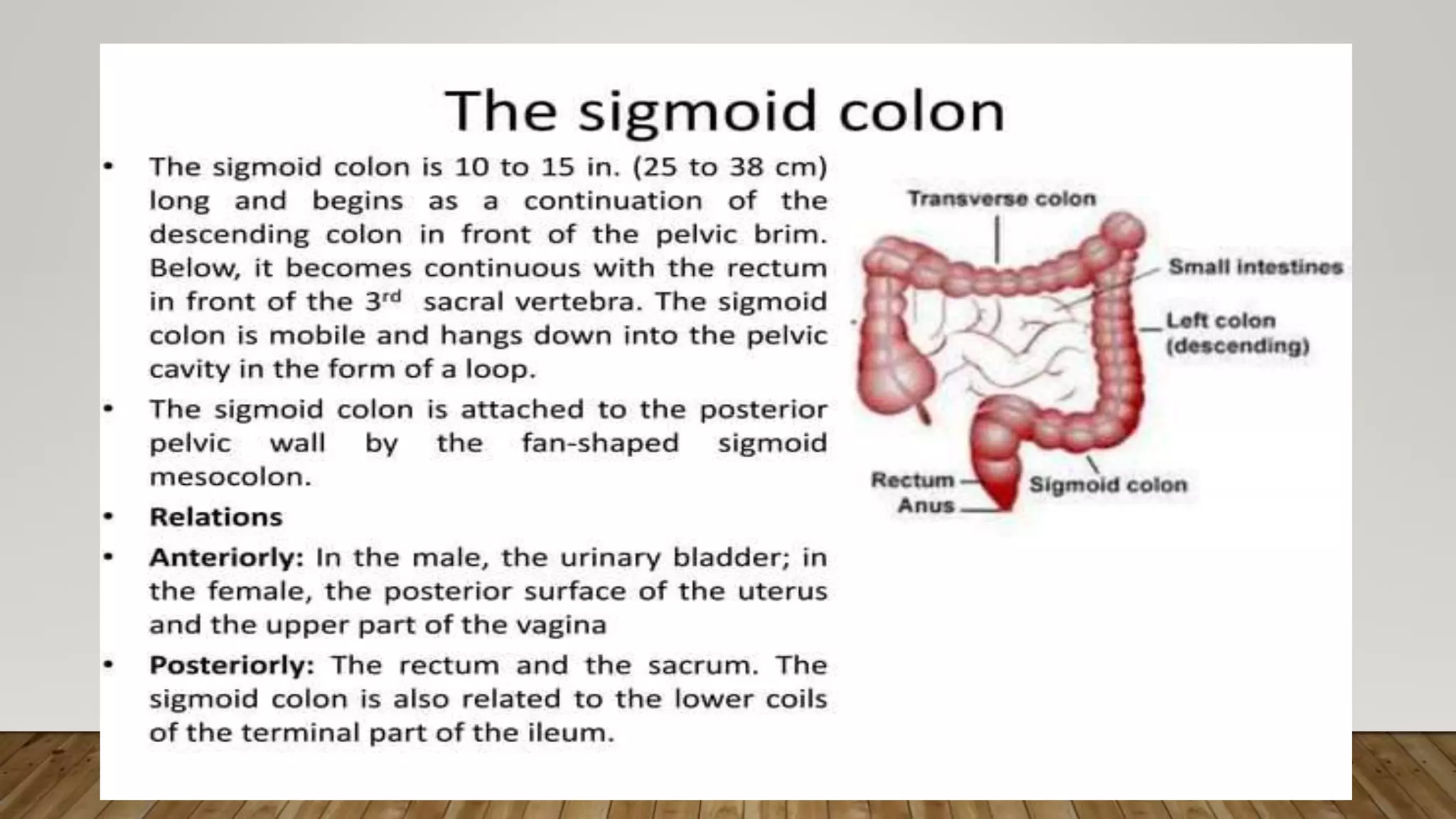 surgical anatomy of large bowel and appendix.pptx