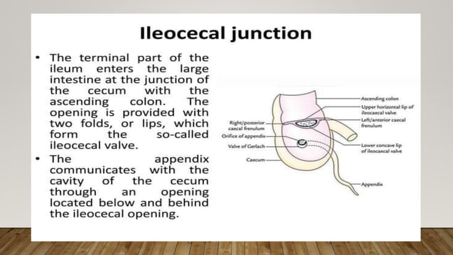 surgical anatomy of large bowel and appendix.pptx