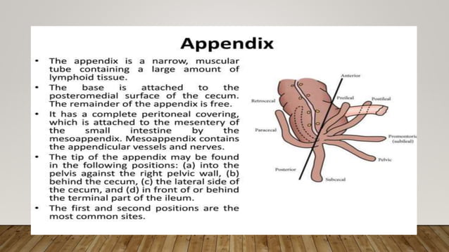 surgical anatomy of large bowel and appendix.pptx