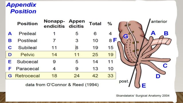 surgical anatomy of large bowel and appendix.pptx