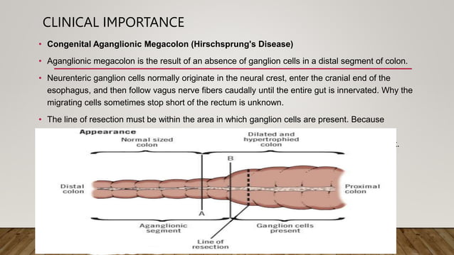 surgical anatomy of large bowel and appendix.pptx